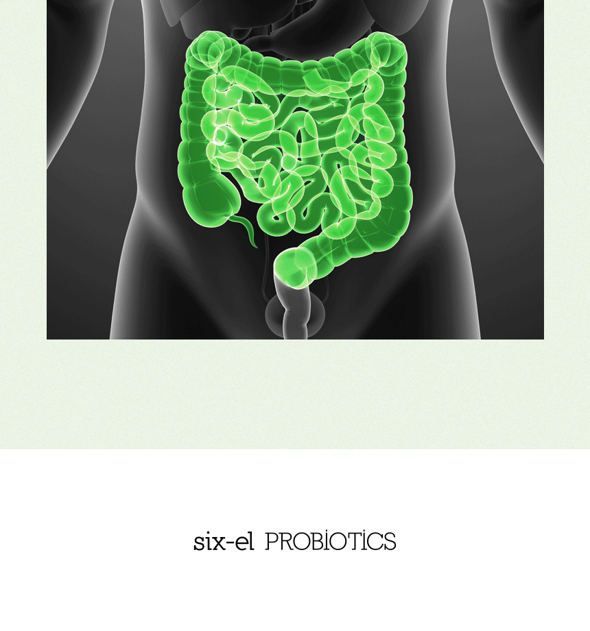 EFFECTOR - 이펙터